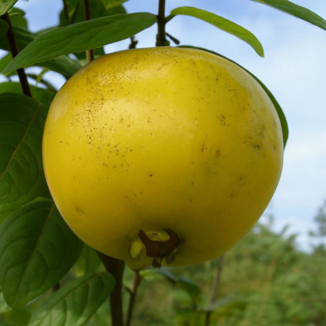 Muda de Araçá Olho de Boi – Frutifica Rápido e Dá Frutos Grandes