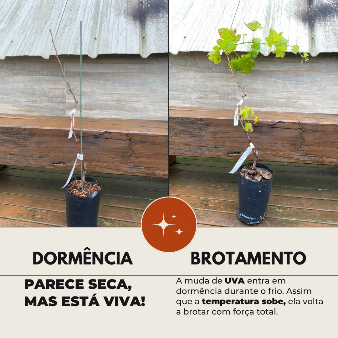 Muda de Uva Thompson – Uva Verde Sem Sementes e Saborosa