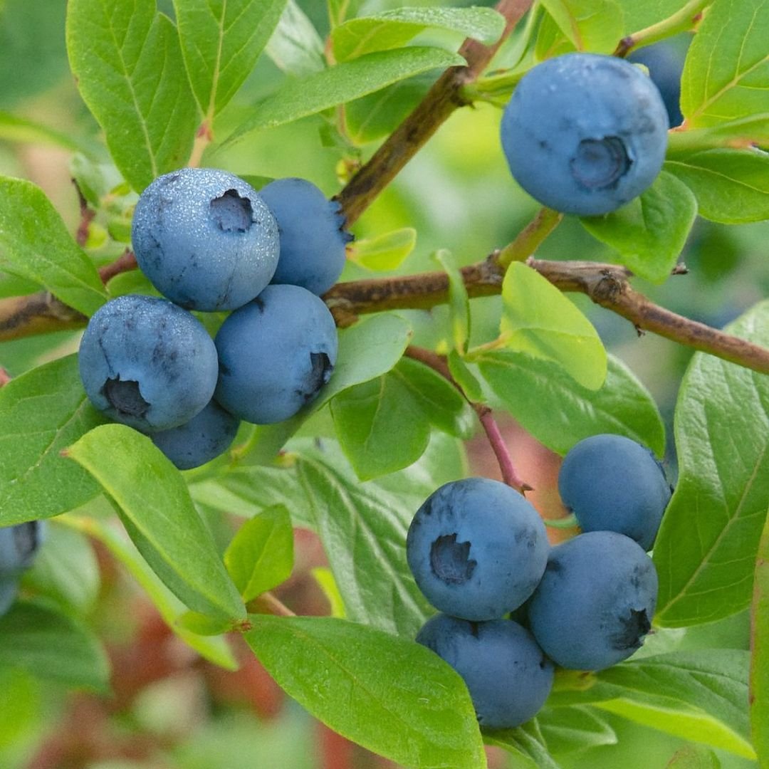 Muda de Mirtilo Bluecrop – Produtiva e Resistente